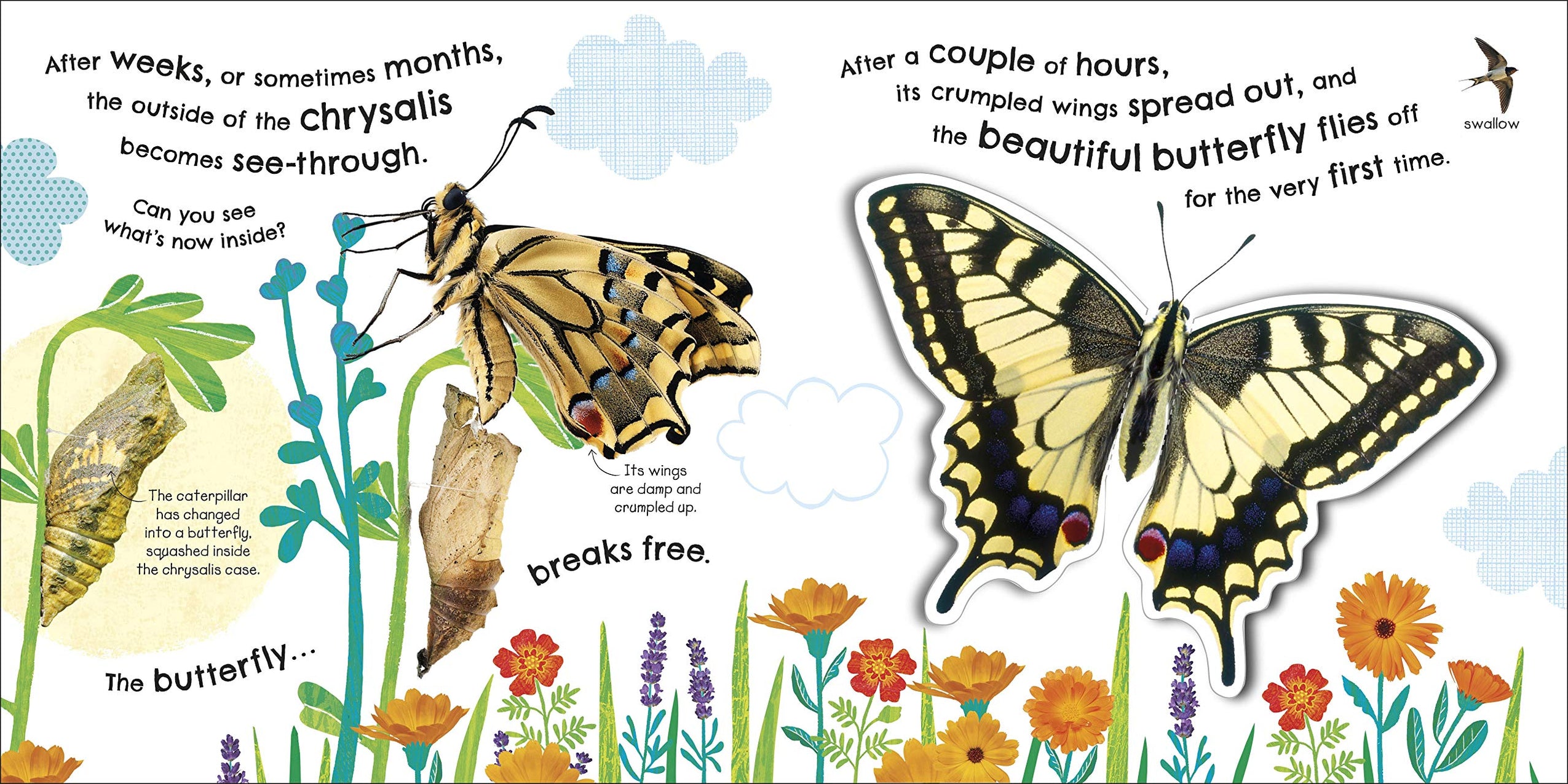 How Does a Butterfly Grow? — Child's Play Toys Store